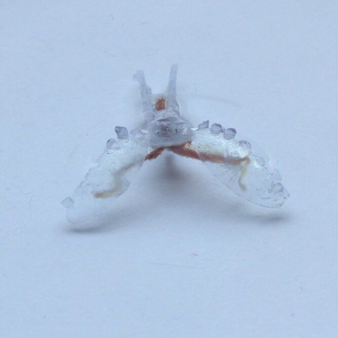 Biohybrid robots built from living tissue start to take shape